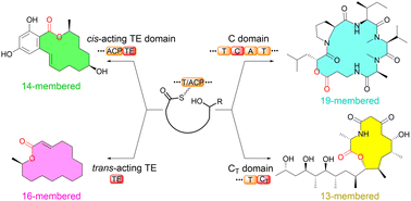 Enzymatic ester bond formation strategies in fungal macrolide skeletons ...