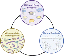 Microbial dynamics and Pseudomonas natural product production in milk ...