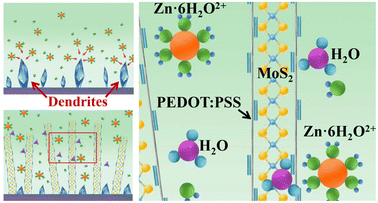A dendrite-free Zn anode enabled by PEDOT:PSS/MoS2 electrokinetic ...