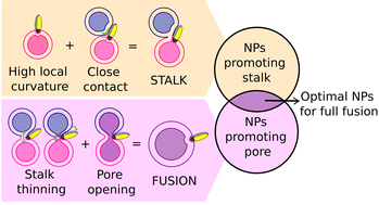 Nanoparticle induced fusion of lipid membranes - Nanoscale (RSC Publishing)