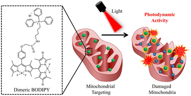 Triphenylphosphonium-functionalized dimeric BODIPY-based nanoparticles ...