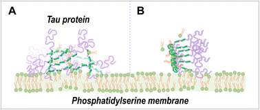 Interaction of full-length Tau with negatively charged lipid membranes ...