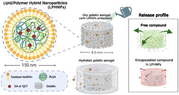Evaluation of the release kinetics of hydrophilic and lipophilic ...