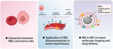 New insights into red blood cells in tumor precision diagnosis and ...
