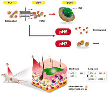 Sequential management of burn wound healing stages through ...