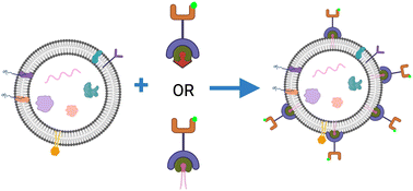Assessing the conjugation efficiency of surface-modified extracellular ...