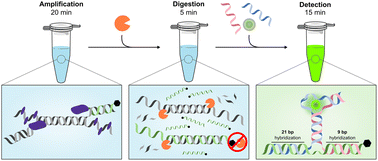 Nucleic acid detection with single-base specificity integrating ...