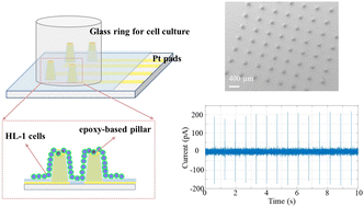 Laser-patterned epoxy-based 3D microelectrode arrays for extracellular ...