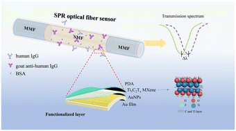 An enhanced SPR optical fiber biosensor using Ti3C2Tx MXene/AuNPs for ...