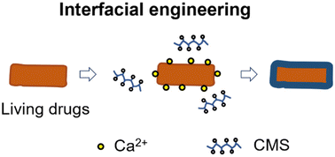 Interfacial-engineered living drugs with “ON/OFF” switching for oral ...