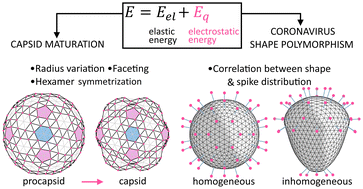 Electrostatic interactions and structural transformations in viral ...