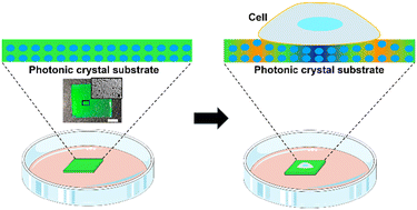 Visualizing and quantifying dynamic cellular forces with photonic ...
