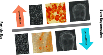 Small but mighty: nanoemulsion particle size dictates bone regeneration ...