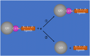 Ligand effect on surface reconstruction in CdSe quantum dots driven by ...