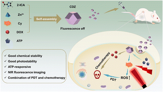An ATP-responsive ZIF-based NIR fluorescence nanosystem for enhanced ...