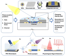 Photoelectrochemical transistors based on semiconducting polymers: an ...