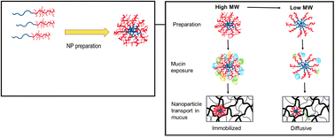 Tuning mucoadhesion and mucopenetration in self-assembled poly(lactic ...