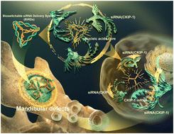 A bioswitchable siRNA delivery system: RNAi therapy based on ...