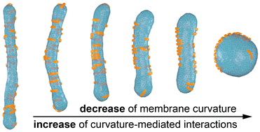 Membrane-mediated interactions between arc-shaped particles strongly ...