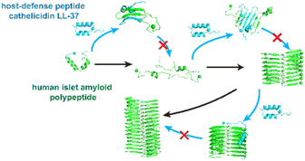Unveiling the inhibition mechanism of host-defense peptide cathelicidin LL-37 on the amyloid ...