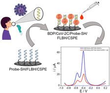 Advancing diagnostics with BODIPY-bismuthene DNA biosensors - Nanoscale ...