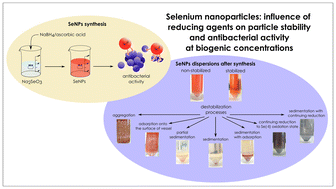 Selenium nanoparticles: influence of reducing agents on particle ...