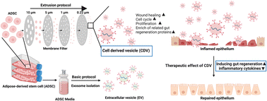 Cell-derived vesicles extruded from adipose mesenchymal stem cells ...