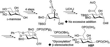 Stereoselective synthesis of d-glycero-d-manno-heptose-1β,7 ...