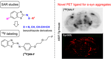 Development of an 18F-labeled azobenzothiazole tracer for α-synuclein ...
