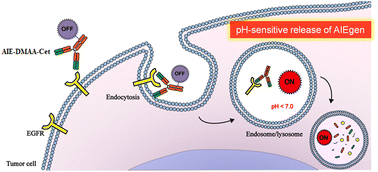 Visualizing the cellular internalization of therapeutic antibodies via ...
