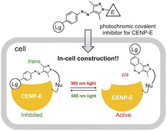 In-cell chemical construction of a photoswitchable CENP-E using a ...
