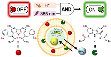 A photocaged, pH-sensitive anion transporter with AND logic dual ...