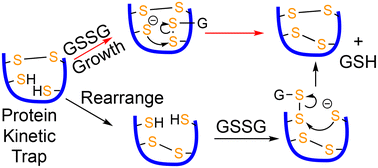 A growth type pathway for improving the folding of BPTI - Organic ...