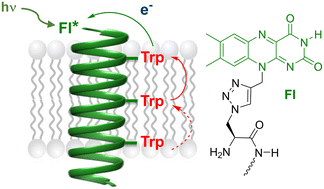 Flavin-induced charge separation in transmembrane model peptides ...