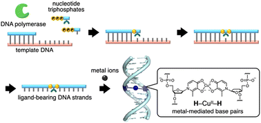 Enzymatic synthesis of ligand-bearing oligonucleotides for the ...