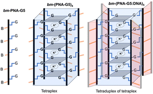 Supramolecular polyplexes from Janus peptide nucleic acids (bm-PNA-G5 ...
