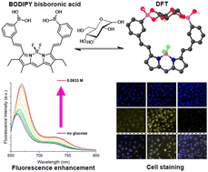 BODIPYs α-appended with distyryl-linked aryl bisboronic acids: single ...
