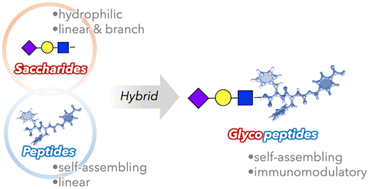 Supramolecular materials constructed from synthetic glycopeptides via ...