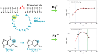 Exploring the catalytic mechanism of the 10–23 DNAzyme: insights from ...