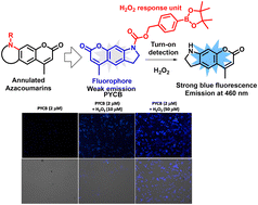 Azacoumarin-based “turn-on” fluorescent probe for the detection and ...