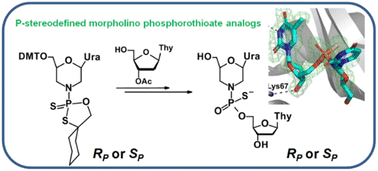 P-Stereodefined morpholino dinucleoside 3′,5′-phosphorothioates ...