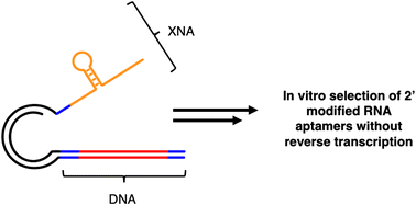 A system for in vitro selection of fully 2′-modified RNA aptamers ...