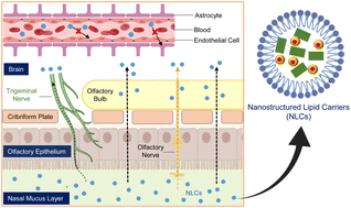 Insight into central nervous system targeted nanostructured lipid ...