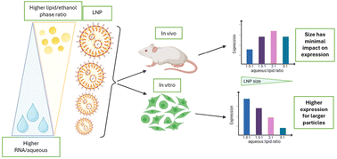 Tailoring lipid nanoparticle dimensions through manufacturing processes ...