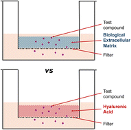 Comparison of macromolecule permeation through extracellular matrix and ...