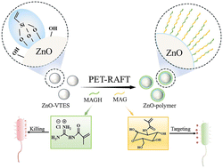In situ PET-RAFT polymerization to prepare guanidine-and-carbohydrate modified ZnO nanoparticles ...