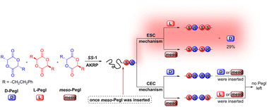The control mechanism of (BisSalen)Al-mediated asymmetric kinetic ...