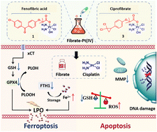 Disruption of lipid metabolism to induce ferroptosis using ...