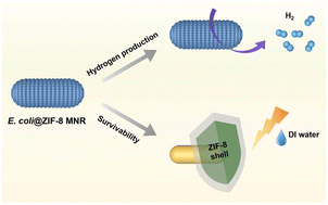 Metal–organic framework micro-nano reactors as armour of Escherichia ...