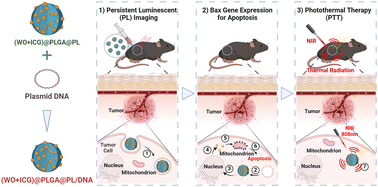 (WO + ICG)@PLGA@lipid/plasmid DNA nanocomplexes as core–shell vectors ...